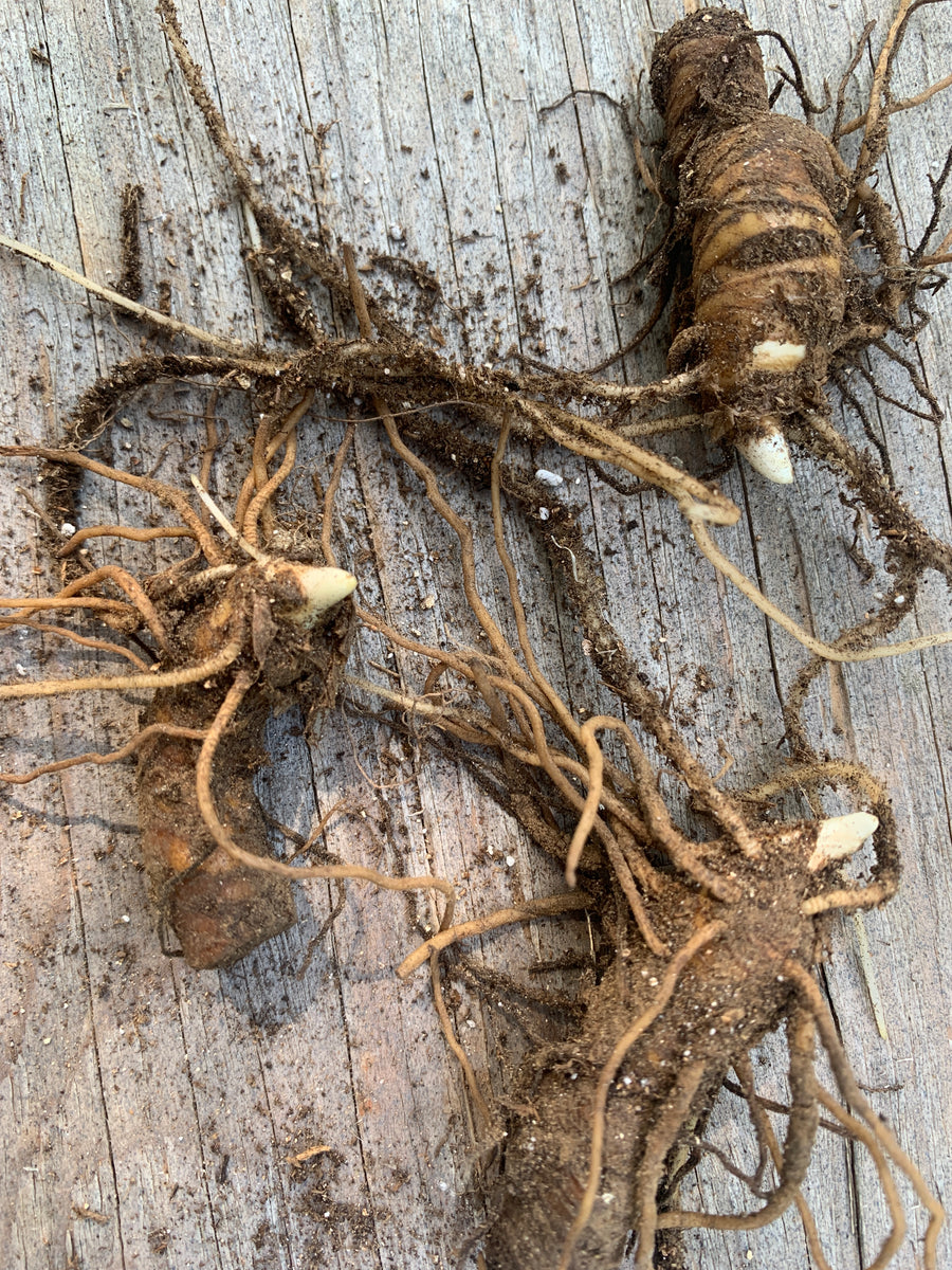 An explanation of bareroot plants – www.himountainnativeplants.com