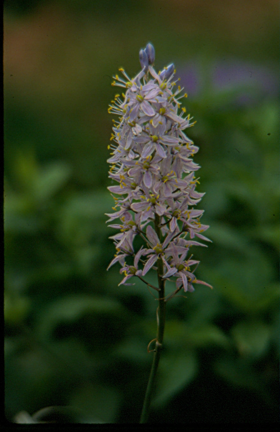 Camassia scilliodes - Wild hyacinth – www.himountainnativeplants.com