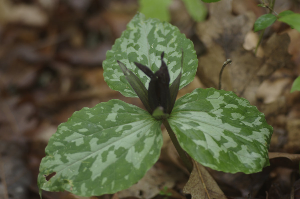 Trillium cuneatum - Red toad trillium – www.himountainnativeplants.com