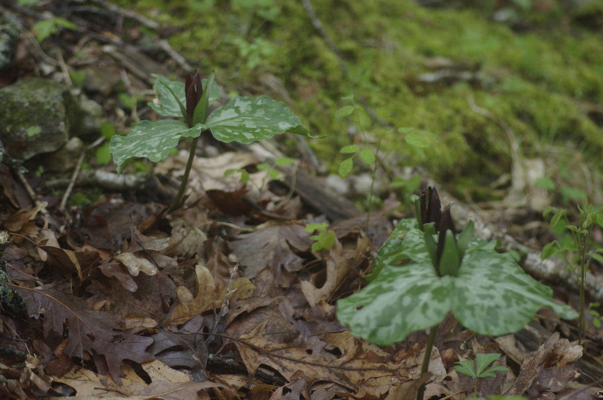 Trillium cuneatum - Red toad trillium – www.himountainnativeplants.com