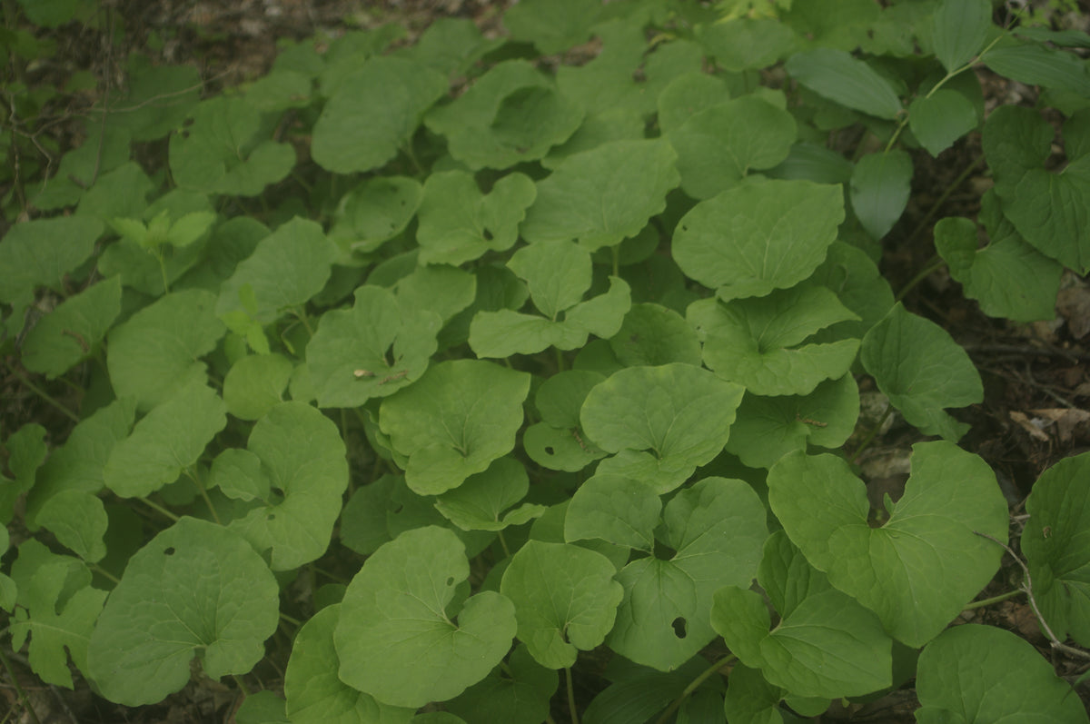 Asarum canadense - Heart leaf ginger – www.himountainnativeplants.com