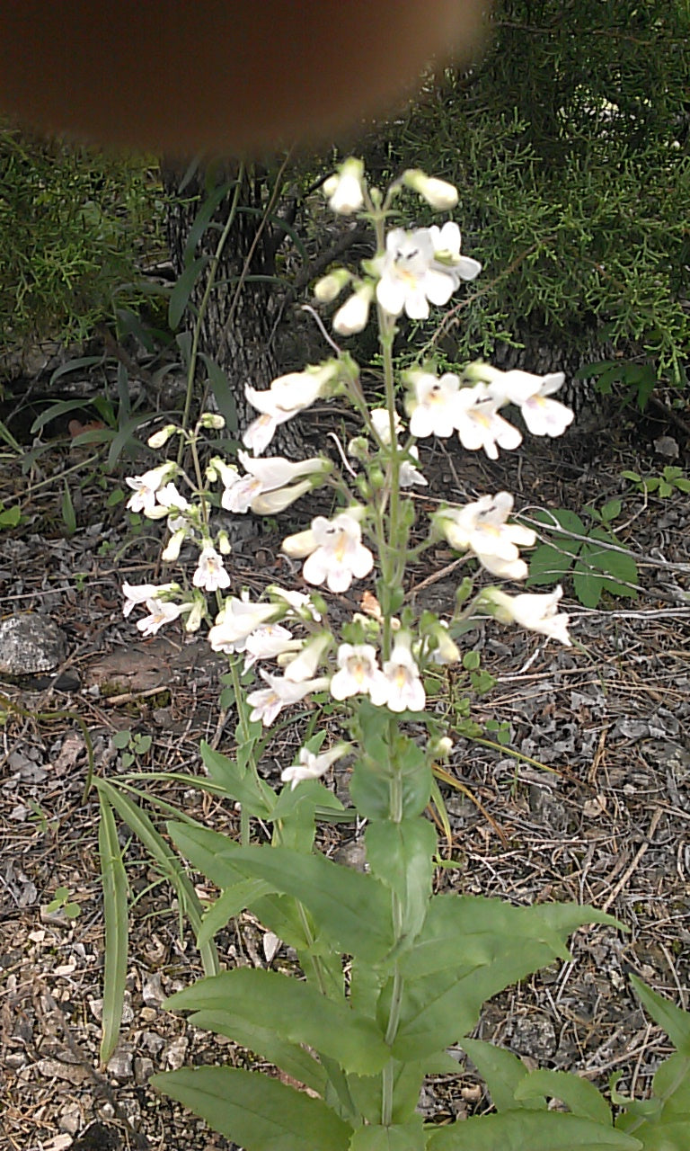 Penstemon Digitalis Foxglove Beardtongue