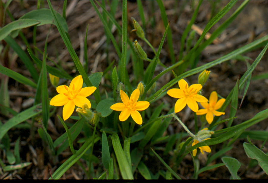 Hypoxis hirsuta- Gold star grass – www.himountainnativeplants.com